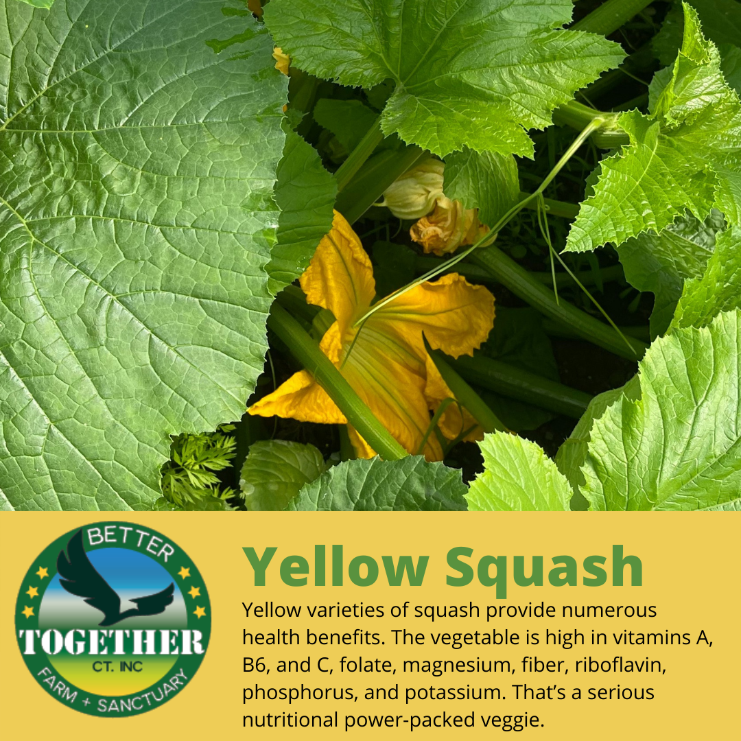 Yellow Squash - READY NOW | Better Together CT